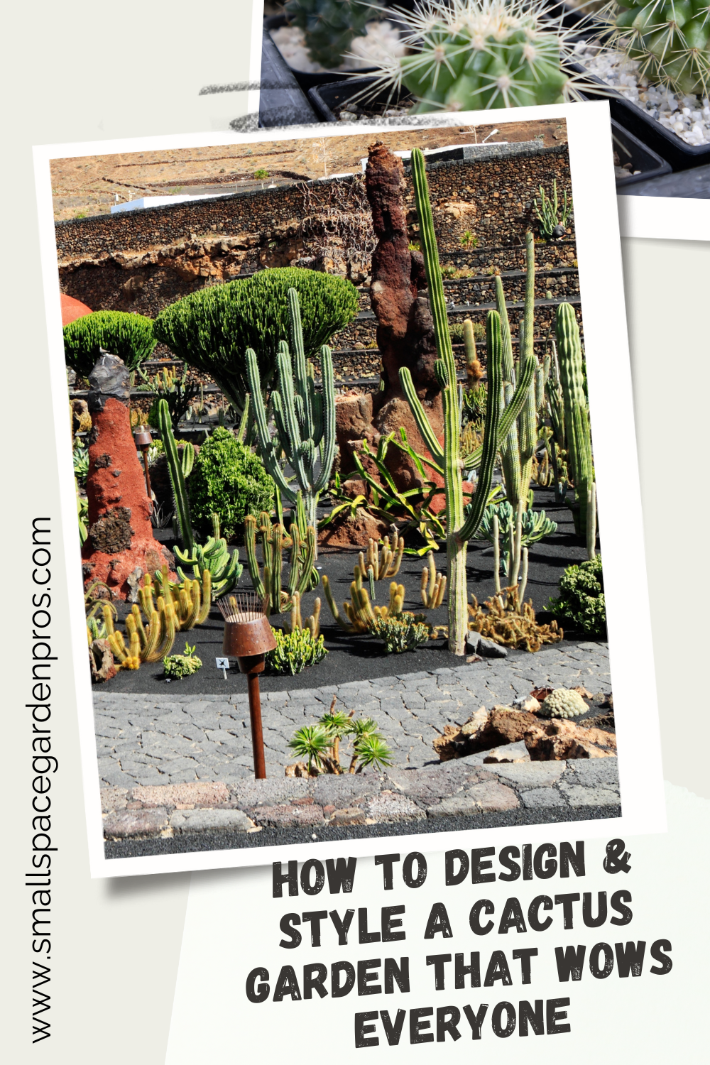 How to Design and Style a Cactus Garden: Expert Insights and Ideas ...
