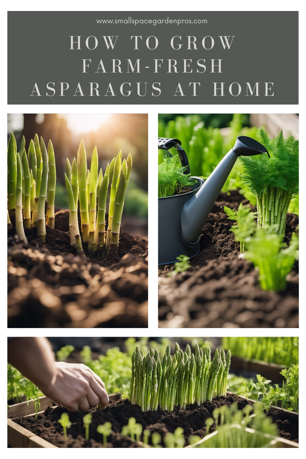 How to Grow Asparagus at Home: A Complete Guide to Farm-Fresh Veggies ...