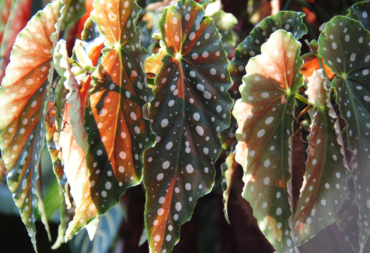 Angel Wing Plant: A Complete Begonia Lucerna Care Guide - Small Space ...