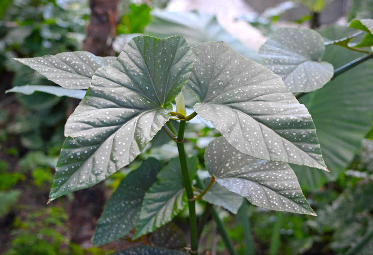 Angel Wing Plant: A Complete Begonia Lucerna Care Guide - Small Space ...