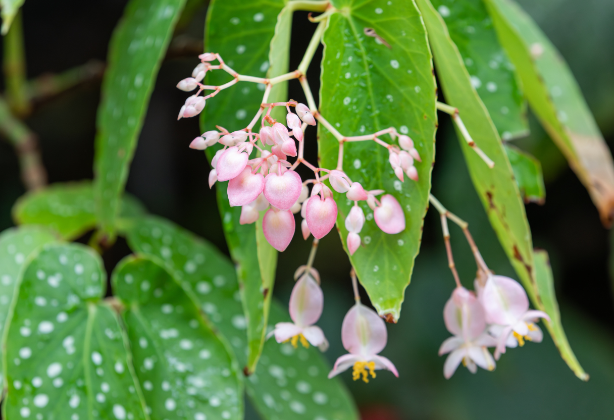 Angel Wing Plant: A Complete Begonia Lucerna Care Guide - Small Space ...
