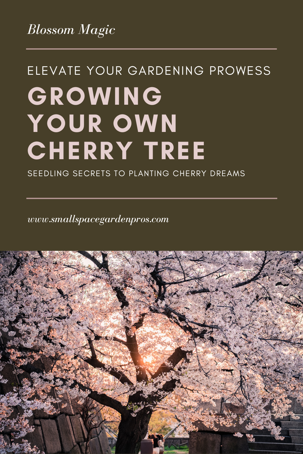 How to Grow a Cherry Tree from Seed: Expert Guide to Blossom Magic ...