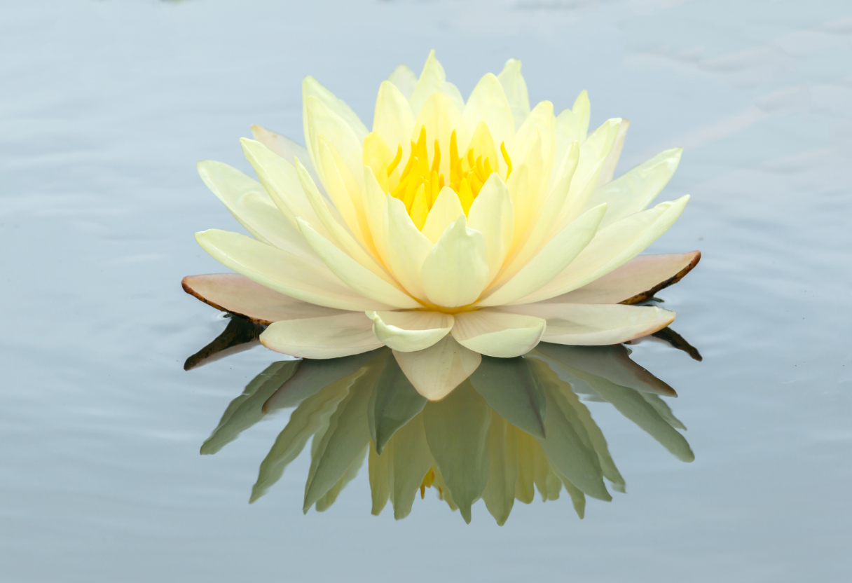 Blossoming Miracles: How Do Lotus Flowers Grow Best - Small Space ...