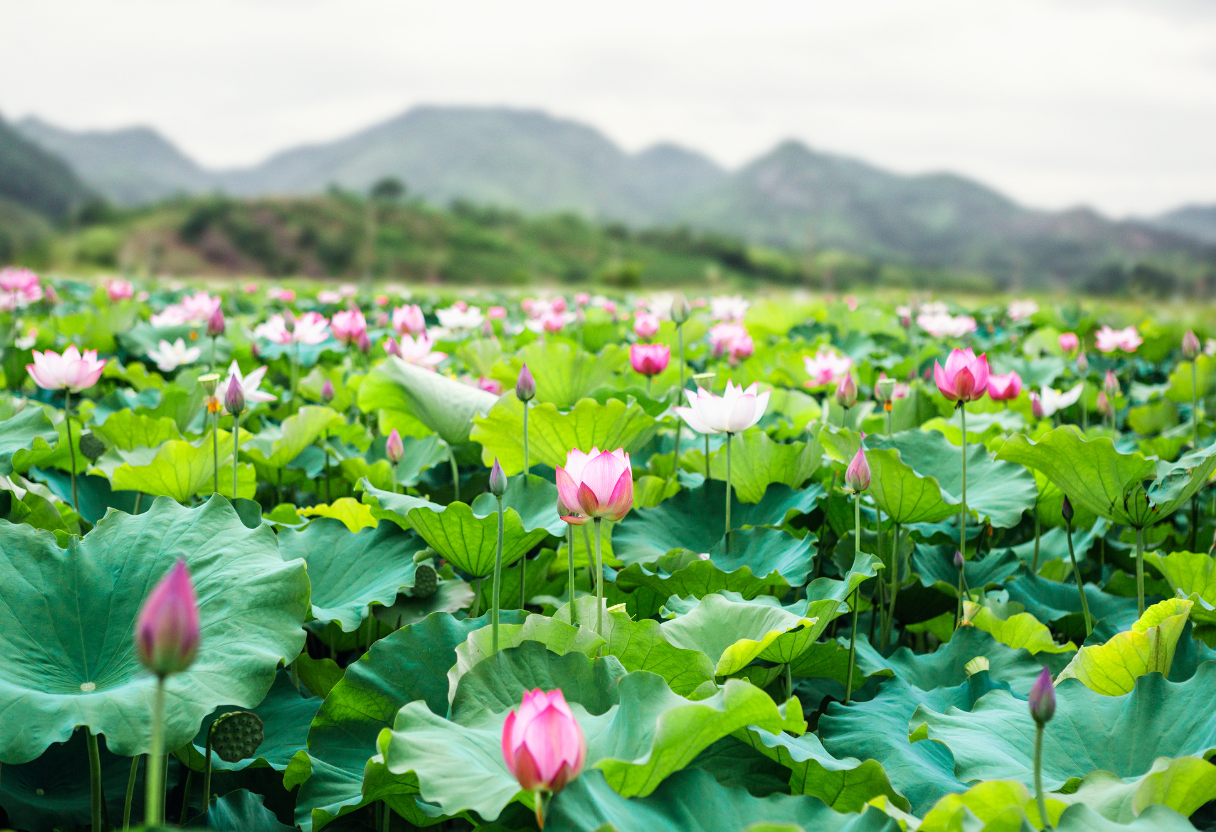 Blossoming Miracles: How Do Lotus Flowers Grow Best - Small Space ...