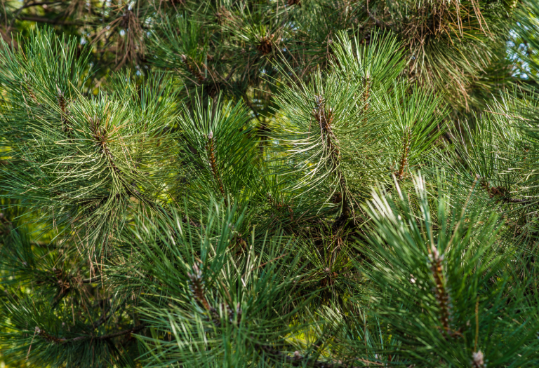 How to Compost Pine Needles the Right Way: A Complete Guide - Small ...