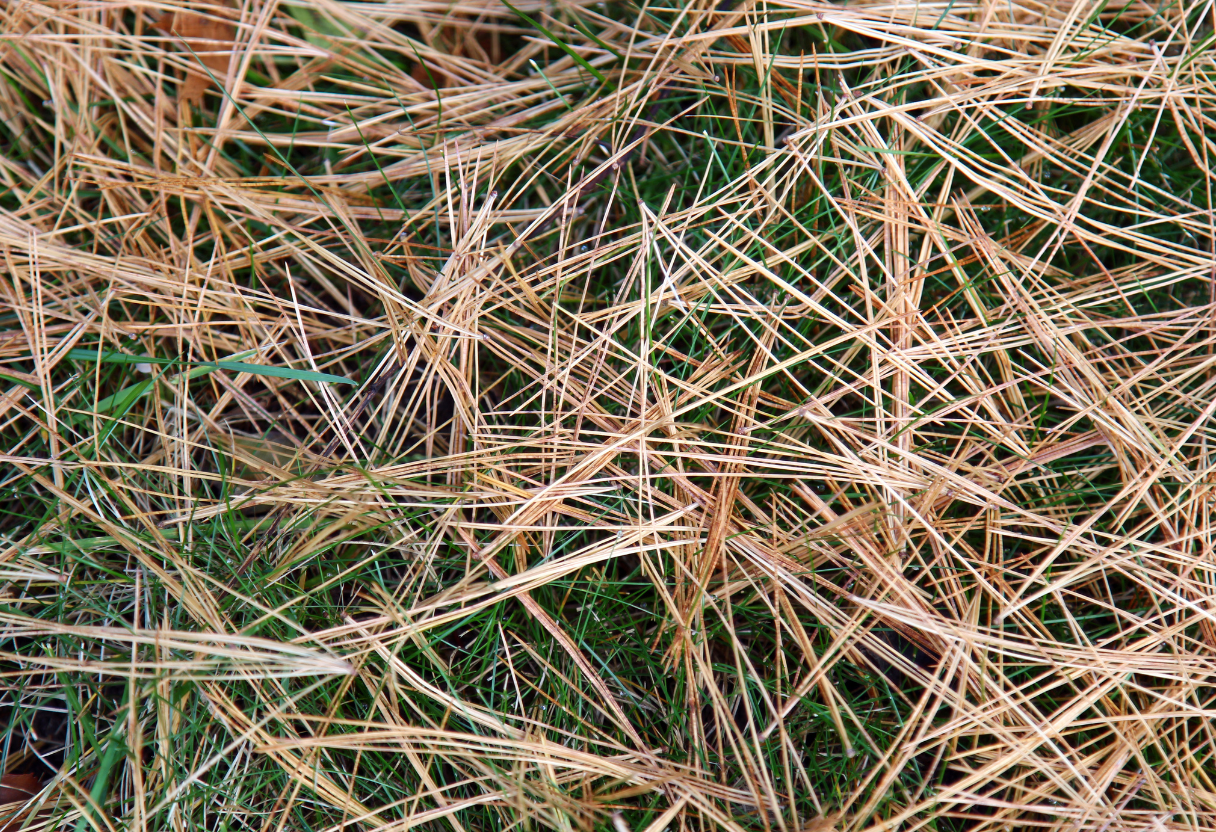 How to Compost Pine Needles the Right Way: A Complete Guide - Small ...