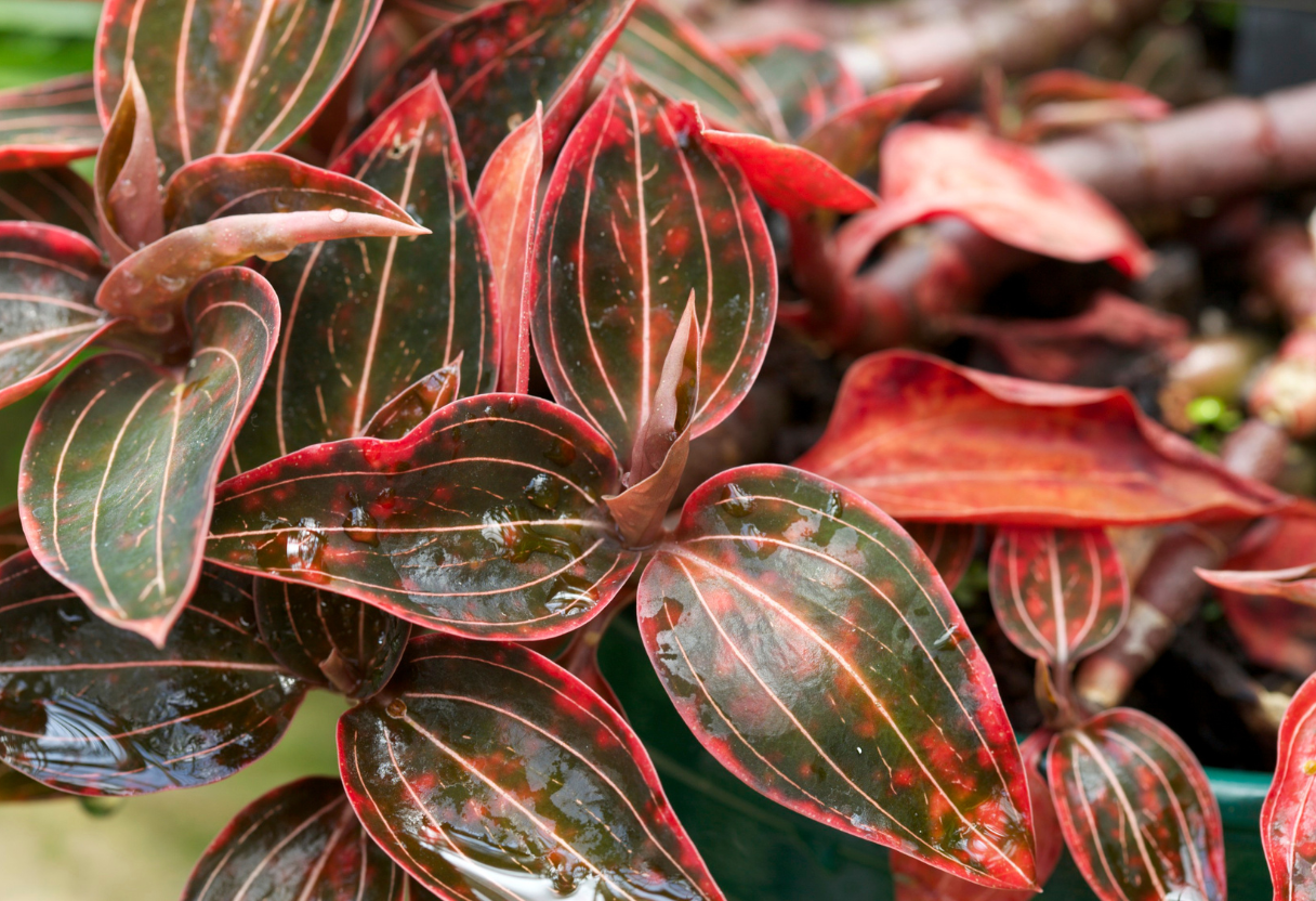 How to Provide the Best Macodes Petola Jewel Orchid Care - Small Space ...