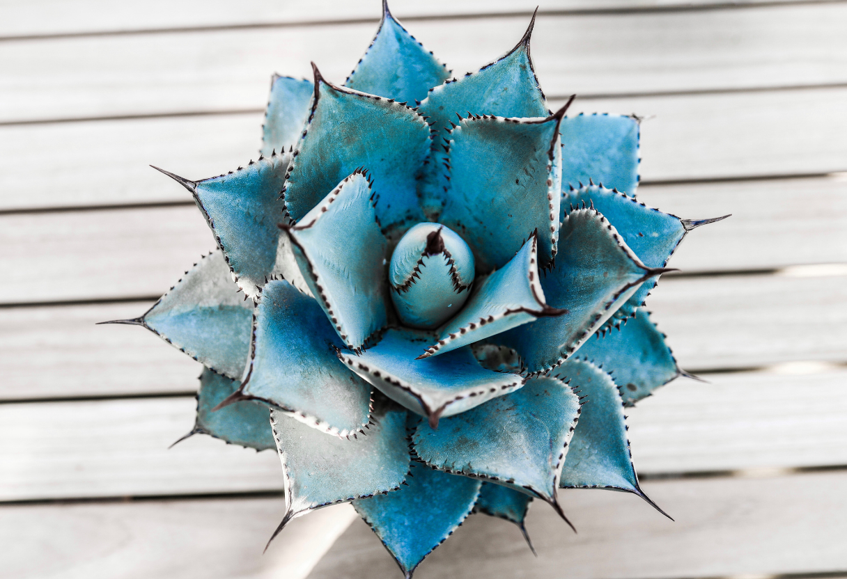 Different Types of Blue Succulents: Best Plants for Your Garden - Small ...