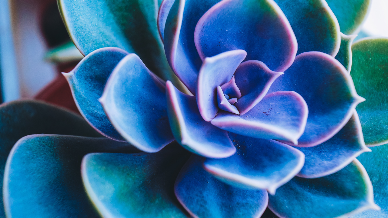 Different Types of Blue Succulents: Best Plants for Your Garden - Small ...