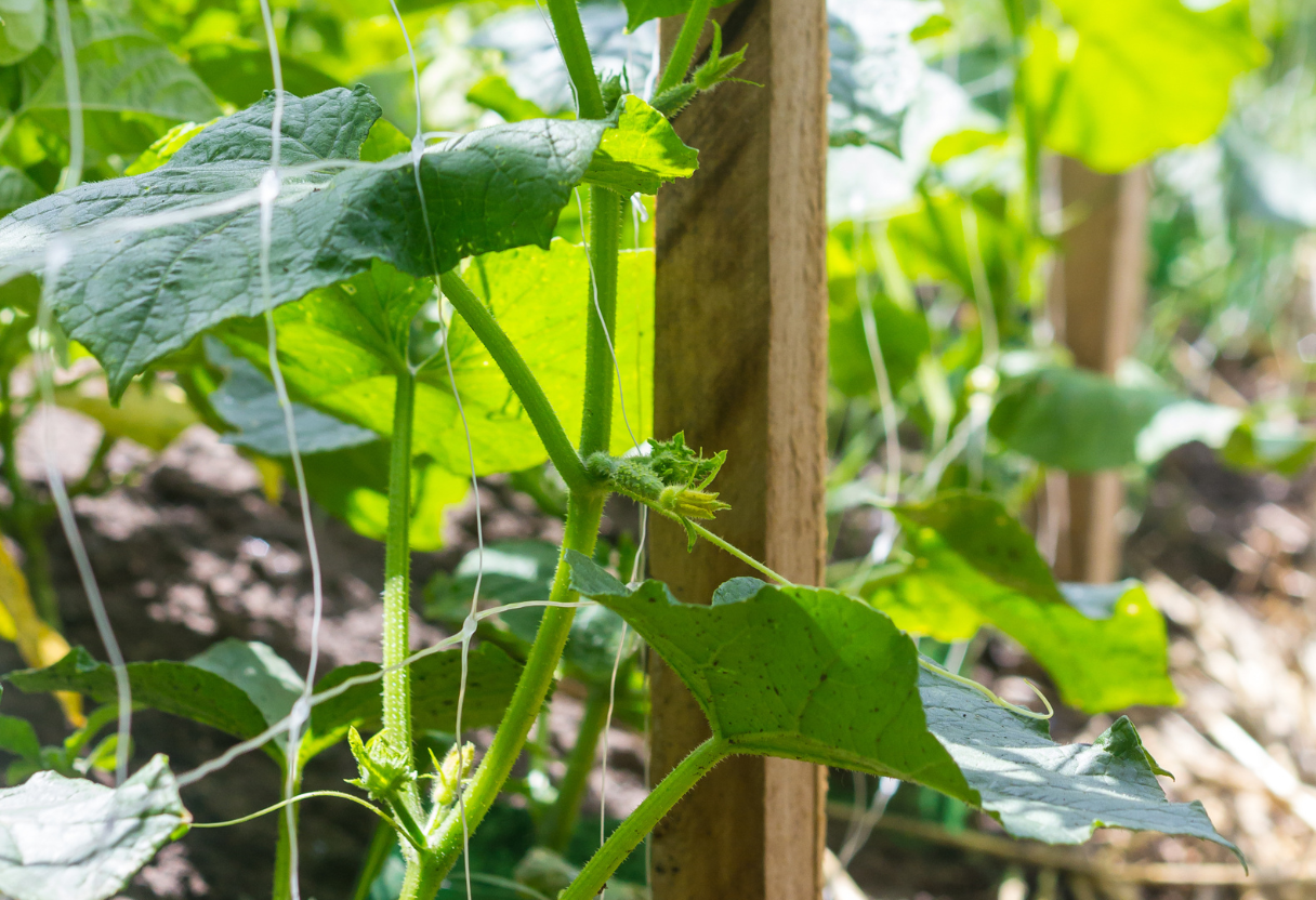 Do Straight Eight Cucumbers Need a Trellis: Top Growing Tips for Total ...