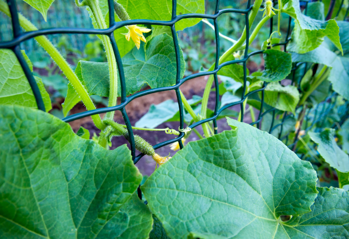 Do Straight Eight Cucumbers Need a Trellis: Top Growing Tips for Total ...