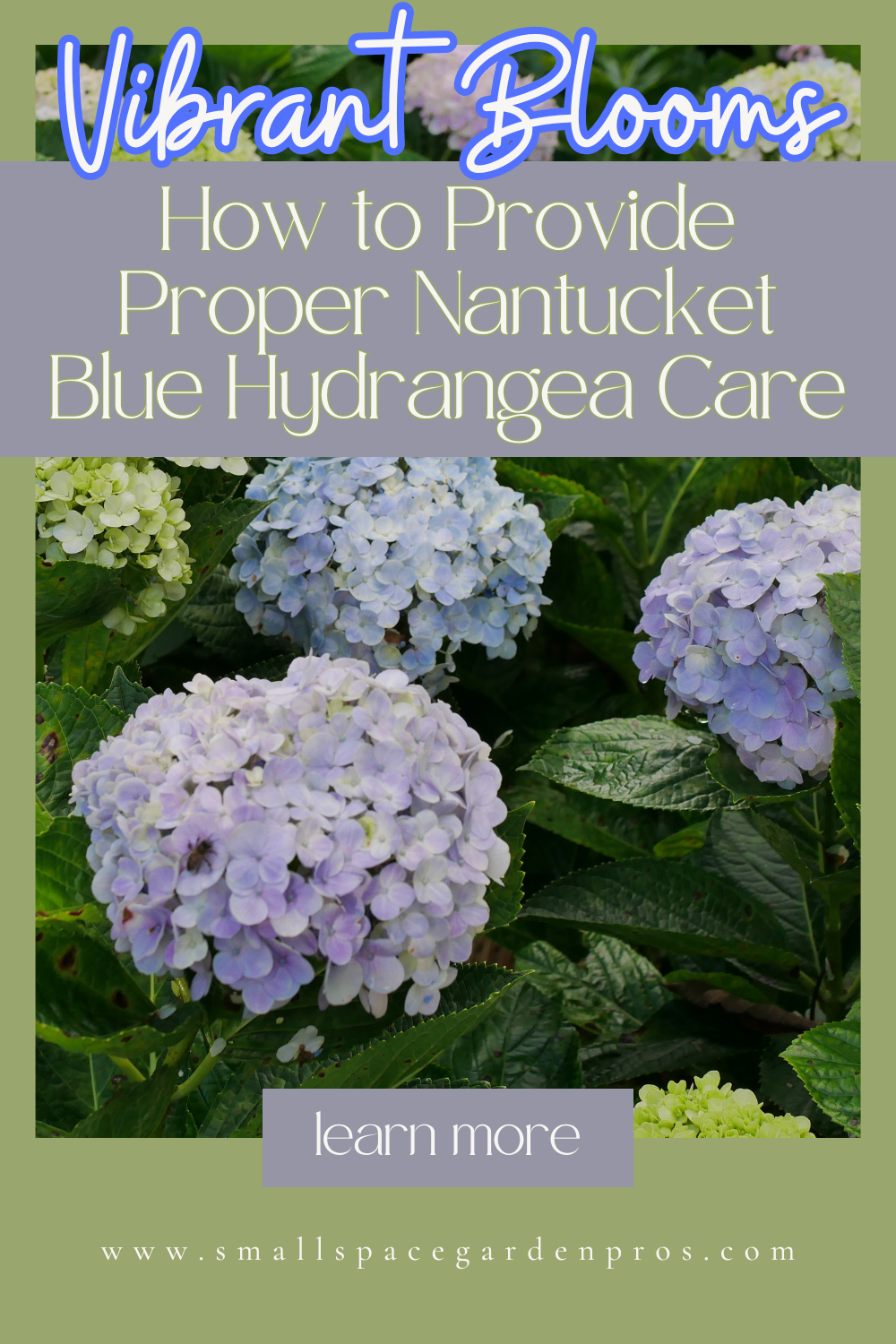 Nantucket Blue Hydrangea Care: Essential Tips for Vibrant Blooms ...