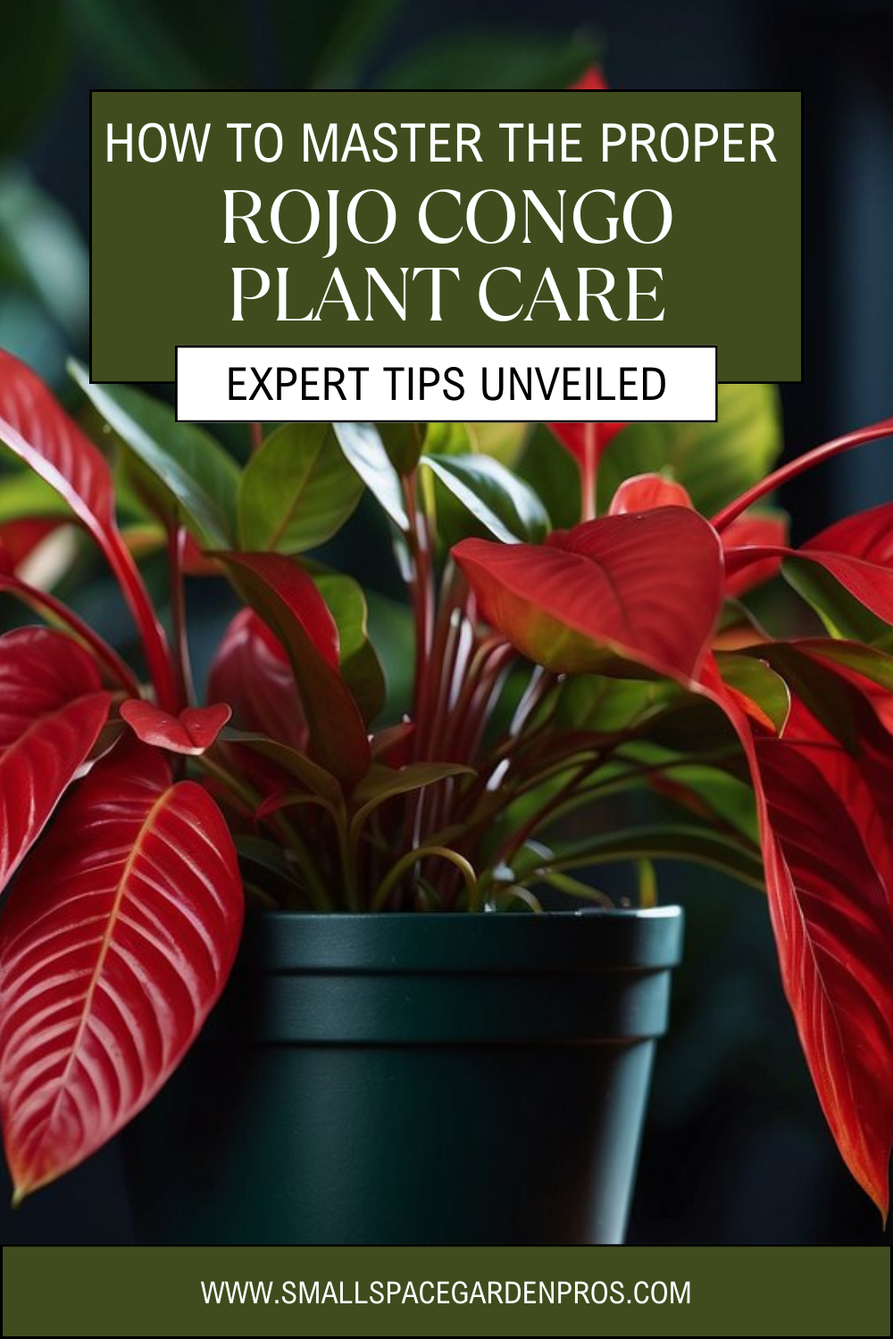 Rojo Congo Plant Care: Essential Tips for a Thriving Philodendron ...