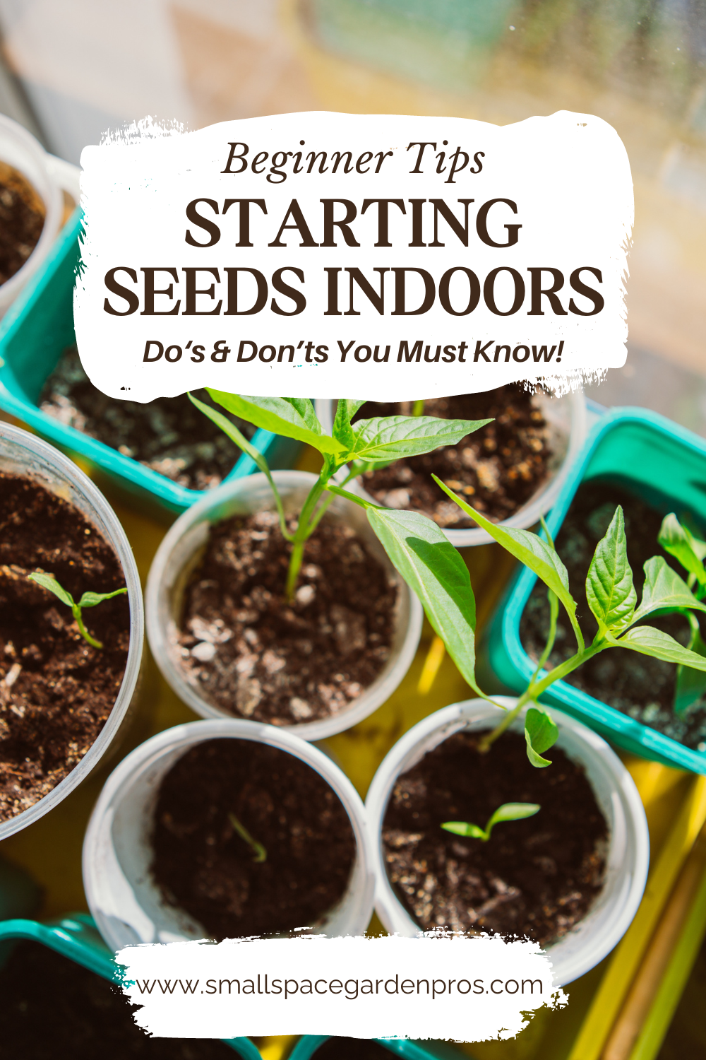 Starting Seeds Indoors: A Step-by-Step Guide for Beginners - Small ...