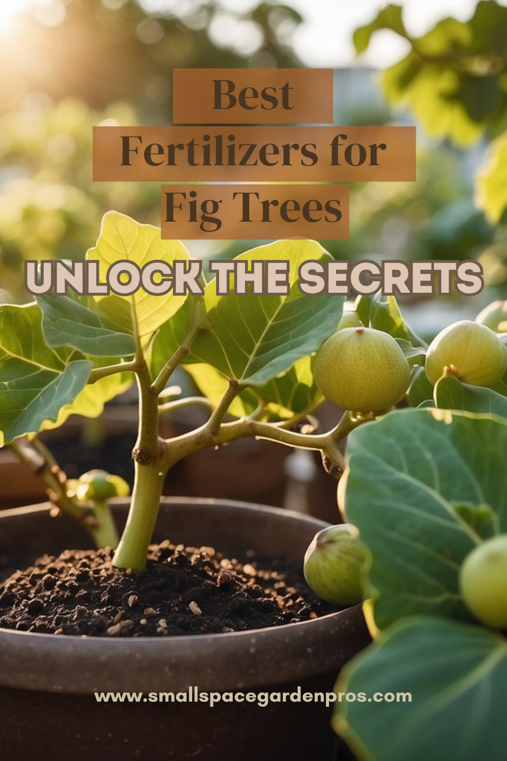Best Fertilizer for Fig Trees in Pots: Top Nutrient Picks for Healthy ...