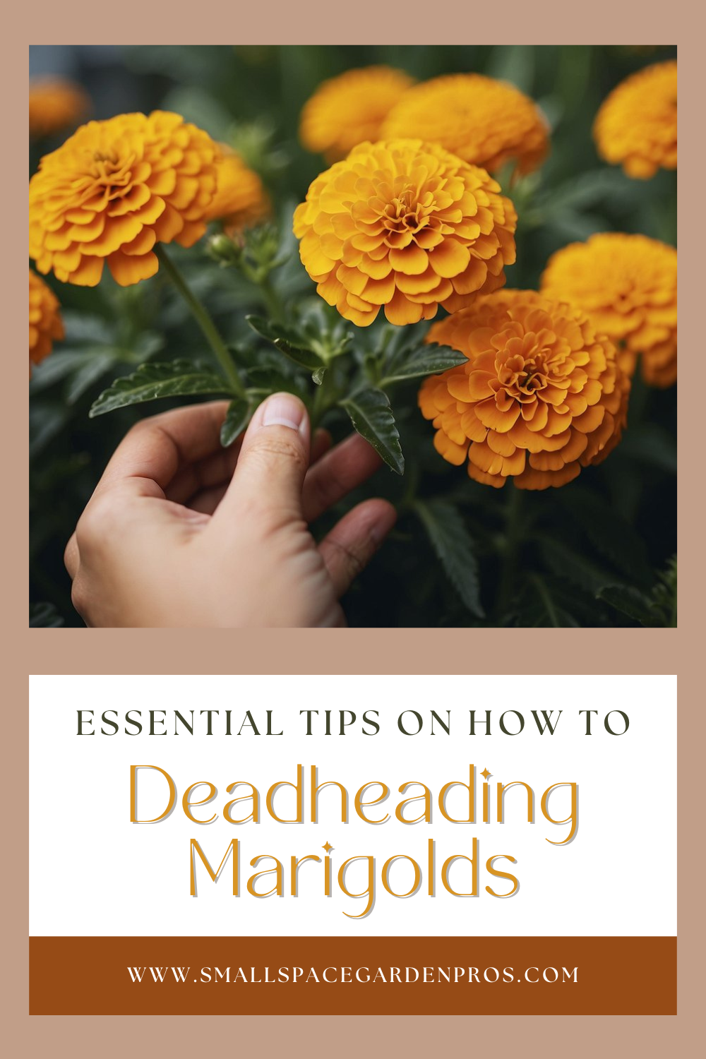Deadheading Marigolds: Essential Tips for Healthier Blooms - Small ...