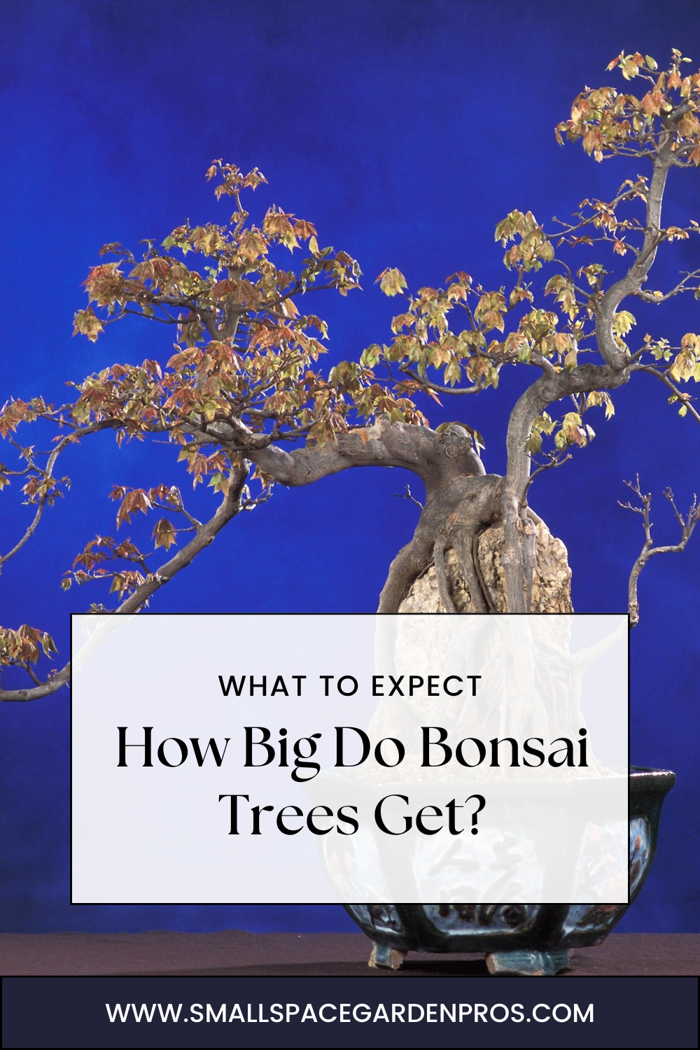 How Big Do Bonsai Trees Get: Understanding Their Growth Limits - Small ...