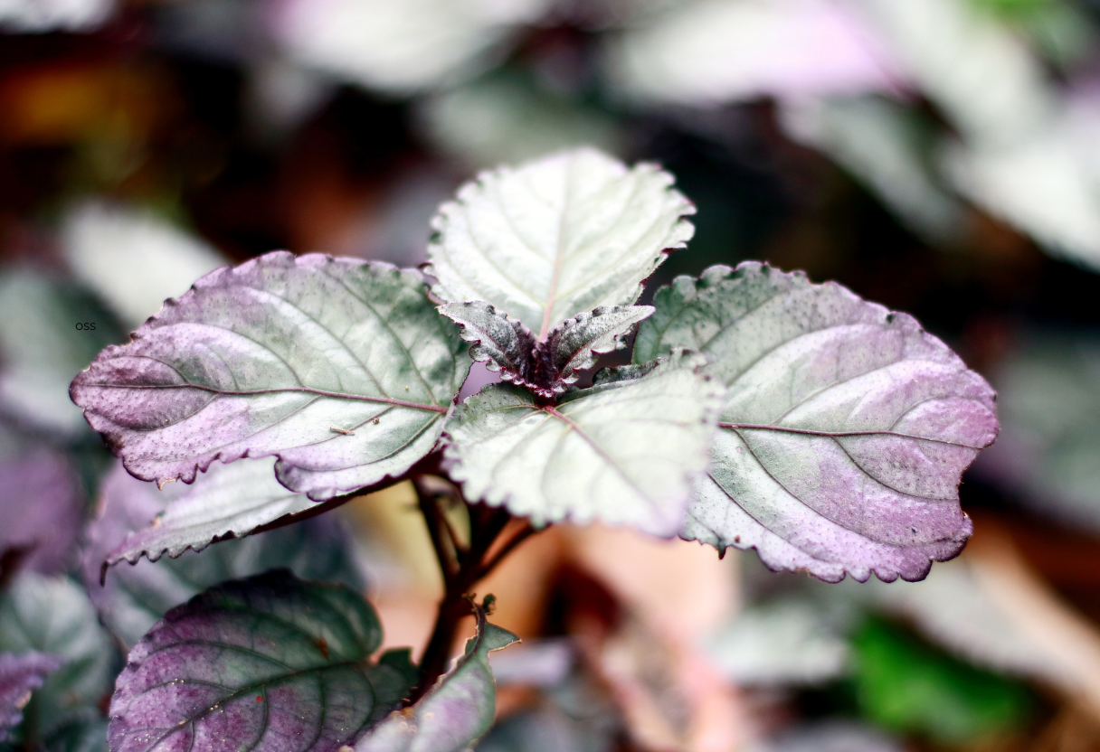 Purple Waffle Plant Care: Essential Tips for Healthy Growth - Small ...