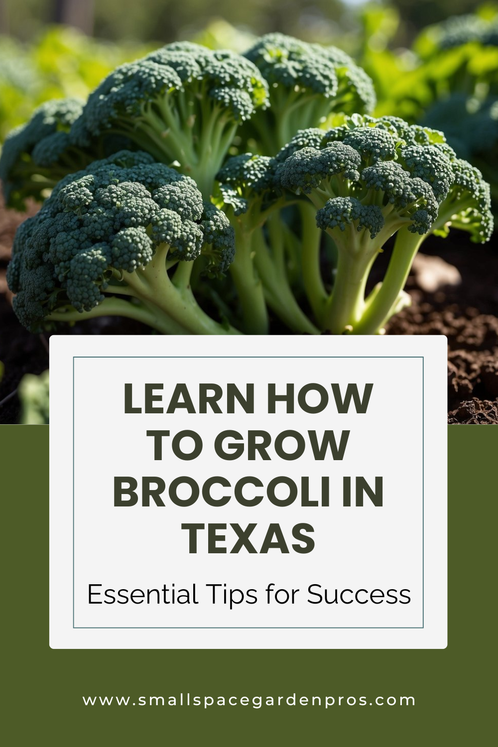 How to Grow Broccoli in Texas: Essential Tips for Success - Small Space ...