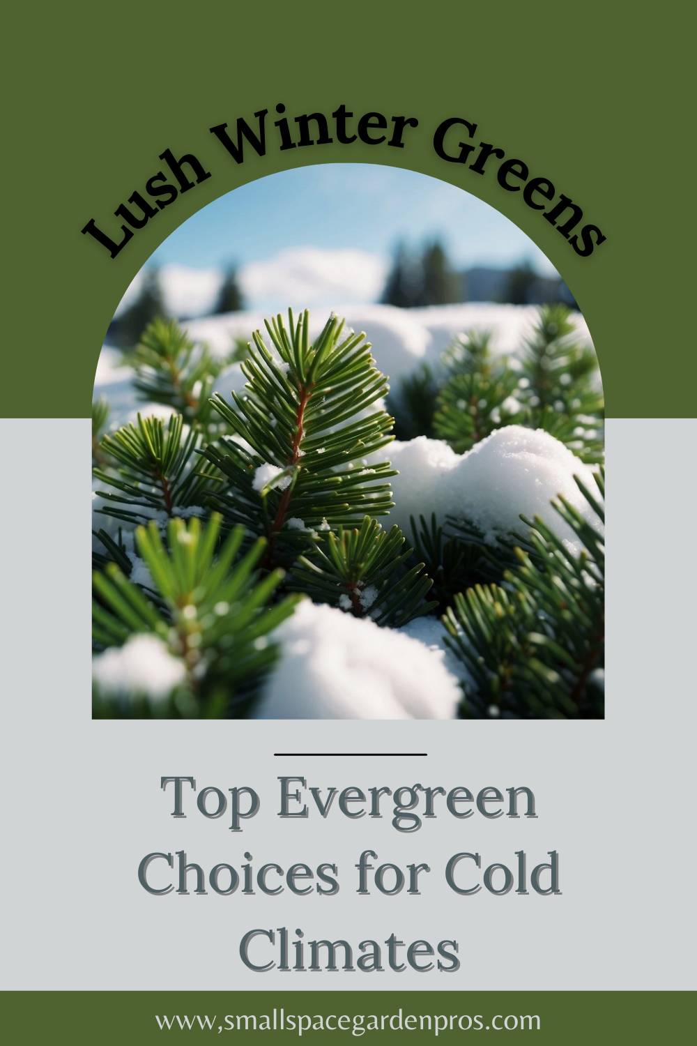 Plants That Stay Green in Winter: Top Evergreen Choices for Cold ...