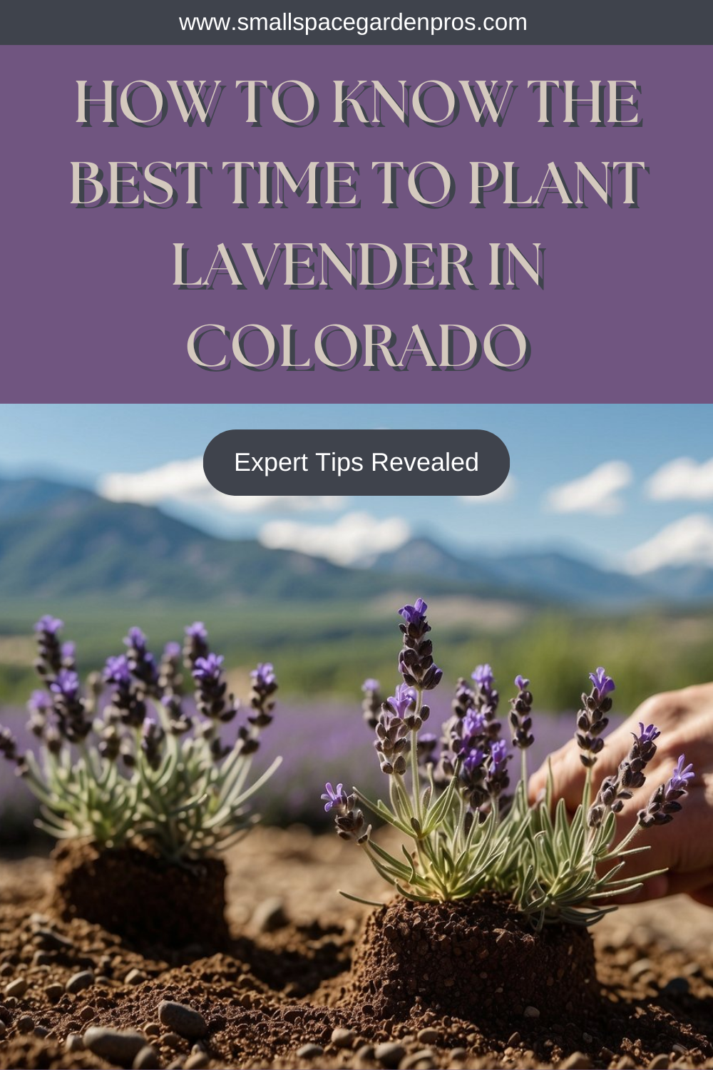 When to Plant Lavender in Colorado: Best Times and Tips - Small Space ...