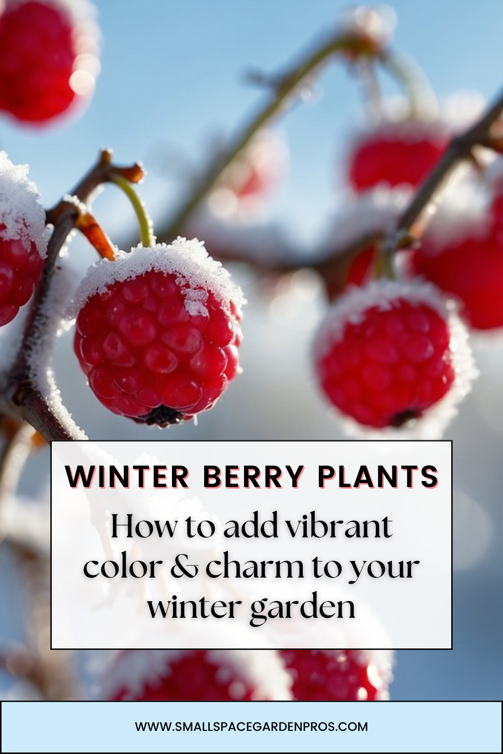 Winter Berry Plants: Best Varieties for Your Garden - Small Space ...