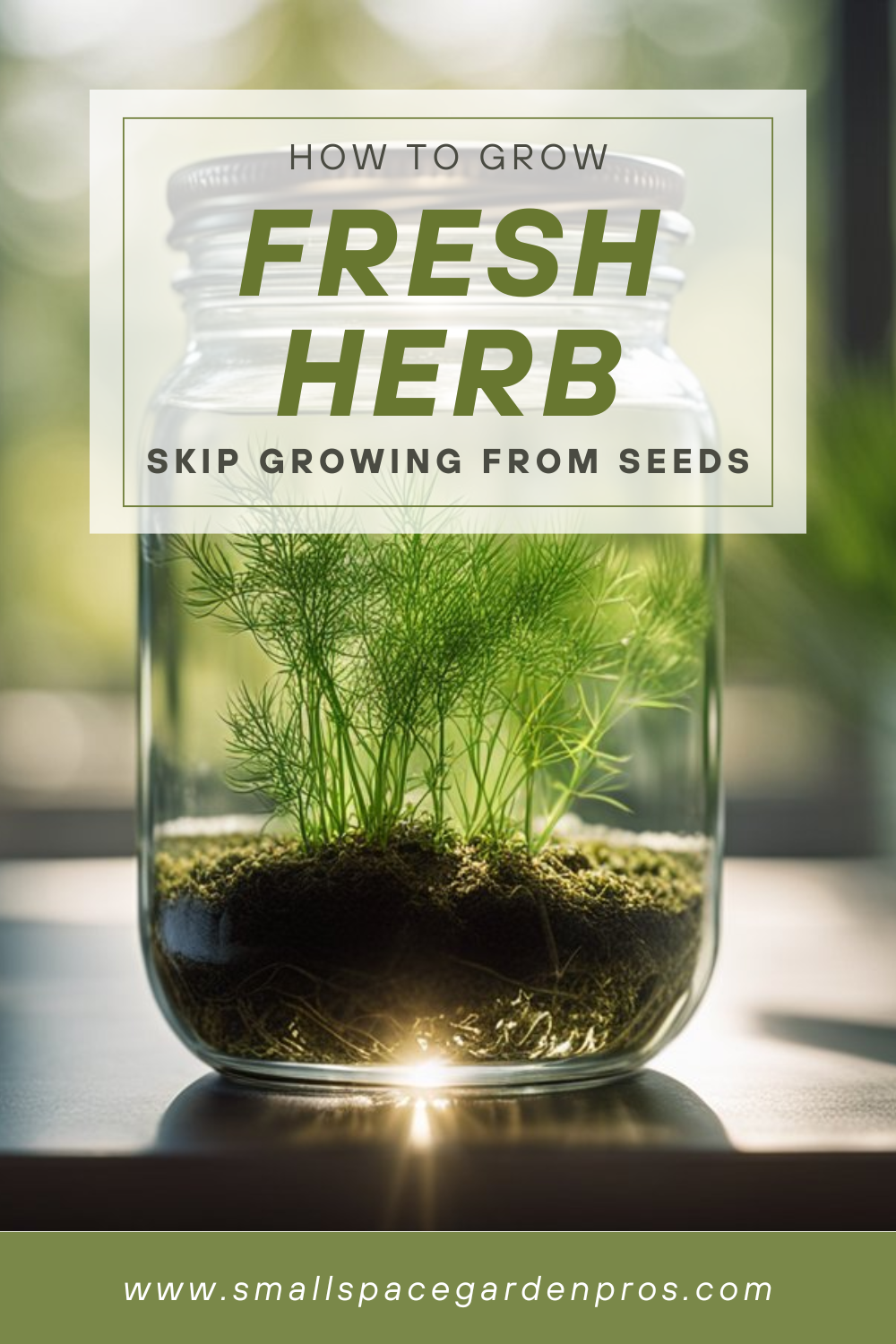 How to Grow Dill from Cuttings: A Simple Guide to Thriving Herbs ...