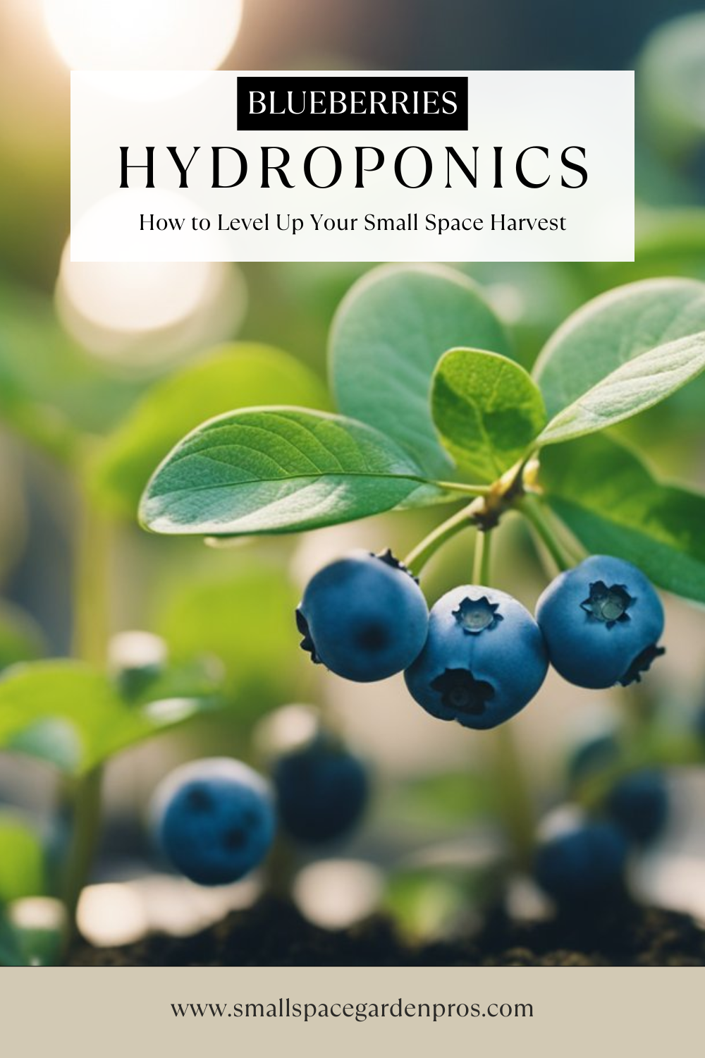 Blueberries Hydroponics: A Guide to Master Year-Round Cultivation ...